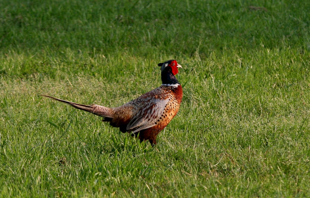 scheu Foto & Bild | tiere, wildlife, wild lebende vögel Bilder auf ...