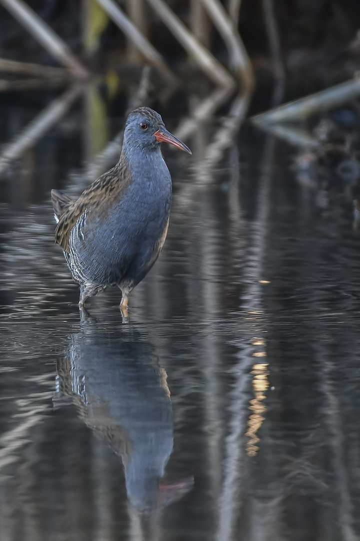 Scheu Foto & Bild | tiere, wildlife, wild lebende vögel Bilder auf ...