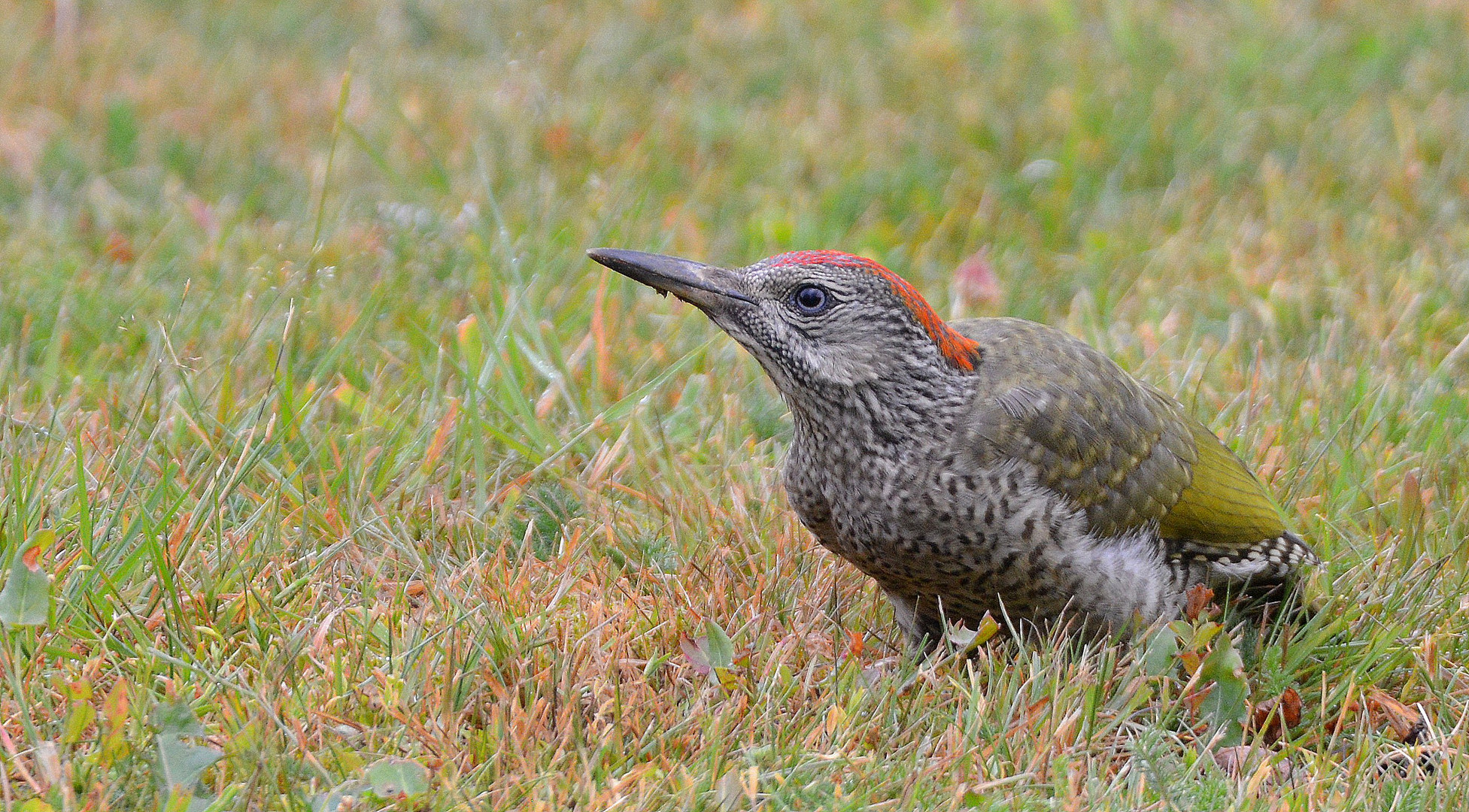 Scheu und Vorsichtig Foto & Bild | tiere, wildlife, wild lebende vögel ...