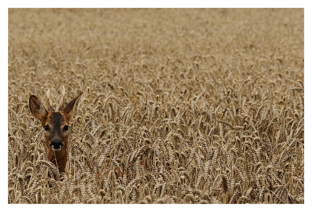 Scheuer Blick Foto & Bild | tiere, wildlife, säugetiere Bilder auf ...