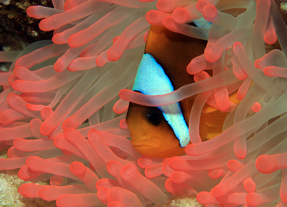 scheuer Blick Foto & Bild | natur-kreativ, unter wasser,meer, anemone ...