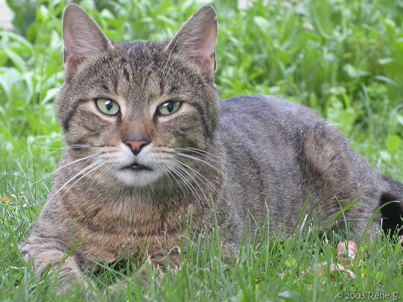 scheuer kater Foto & Bild | tiere, haustiere, katzen Bilder auf fotocommunity