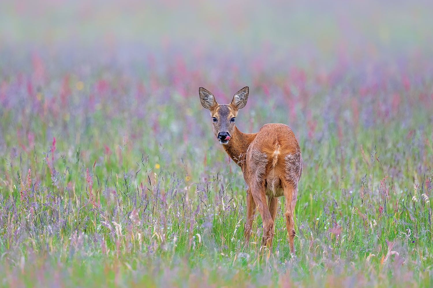 Scheues Reh in Wildwiese Foto & Bild | nature, wiese, natur Bilder auf ...