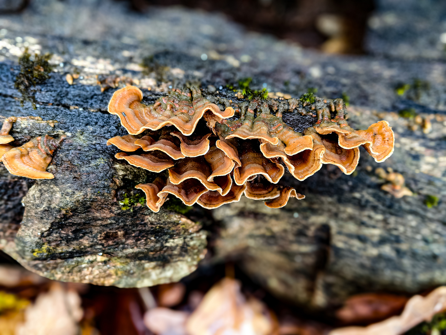 Schichtpilzverwandte eine Familie der pilze und Flechten Foto & Bild | fotos, wald, makro Bilder ...