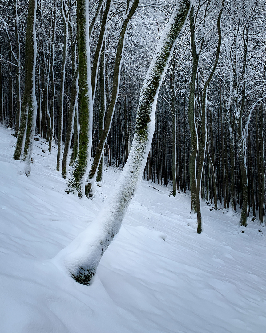 Schief Foto & Bild | wald, kalt, outdoor Bilder auf fotocommunity