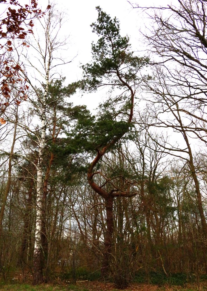 schief gewachsen ... Foto & Bild | wald, dokumentation, outdoor Bilder ...