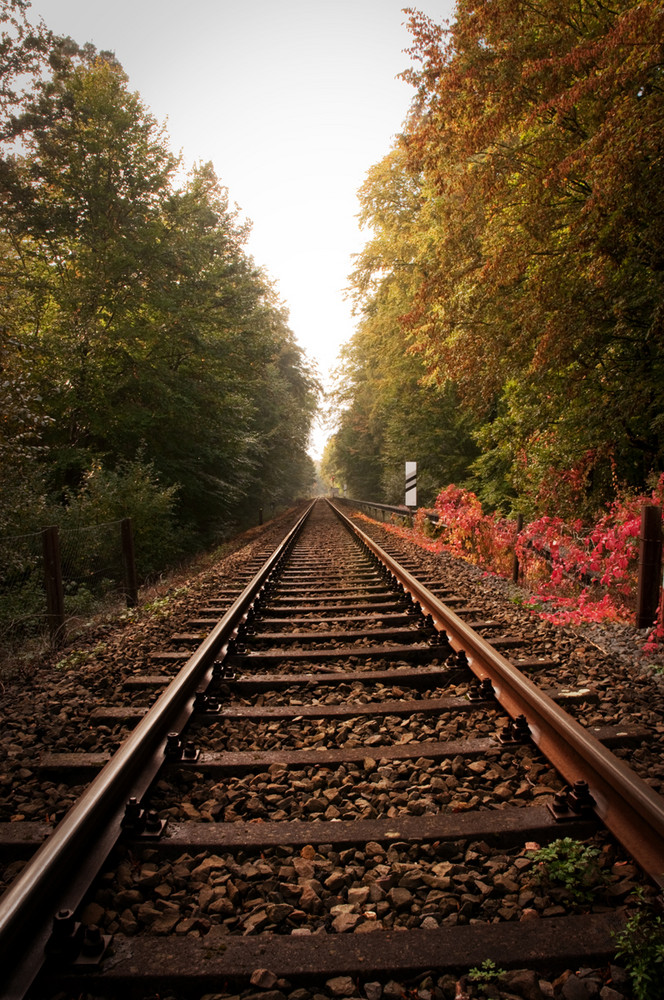 Schienen im Wald Foto & Bild | stillleben, natur, motive Bilder auf ...