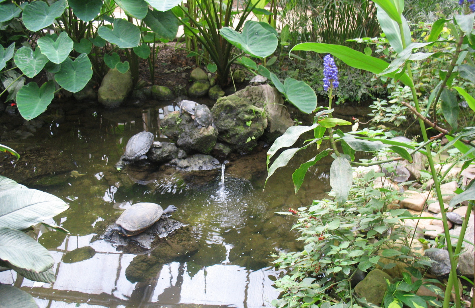Schildkröten-Oase Foto & Bild | tiere, zoo, wildpark & falknerei ...