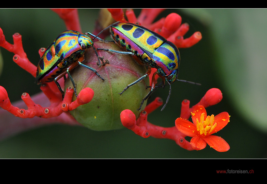 Schildwanzen Foto & Bild | africa, eastern africa, uganda Bilder auf ...