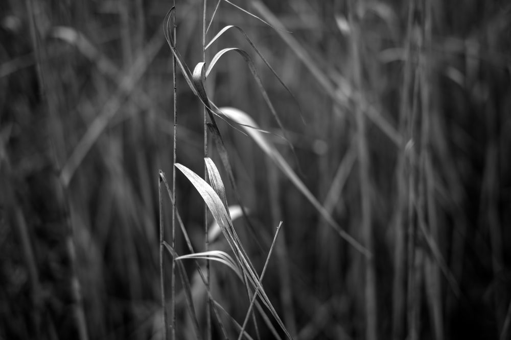 Schilf Foto & Bild | leica m 10 monochrom, fotos, monochrom Bilder auf ...