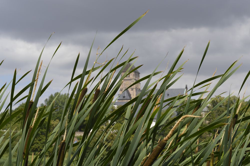 Schilfgras Foto & Bild | natur Bilder auf fotocommunity