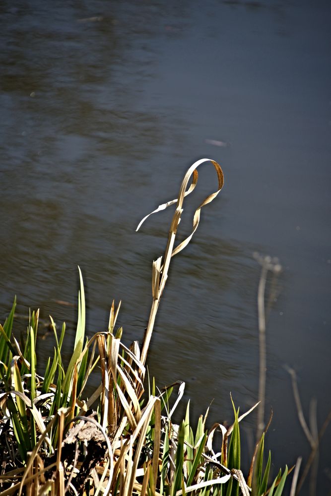 Schilfgras Foto & Bild | pflanzen, pilze & flechten, gräser, blüten und ...
