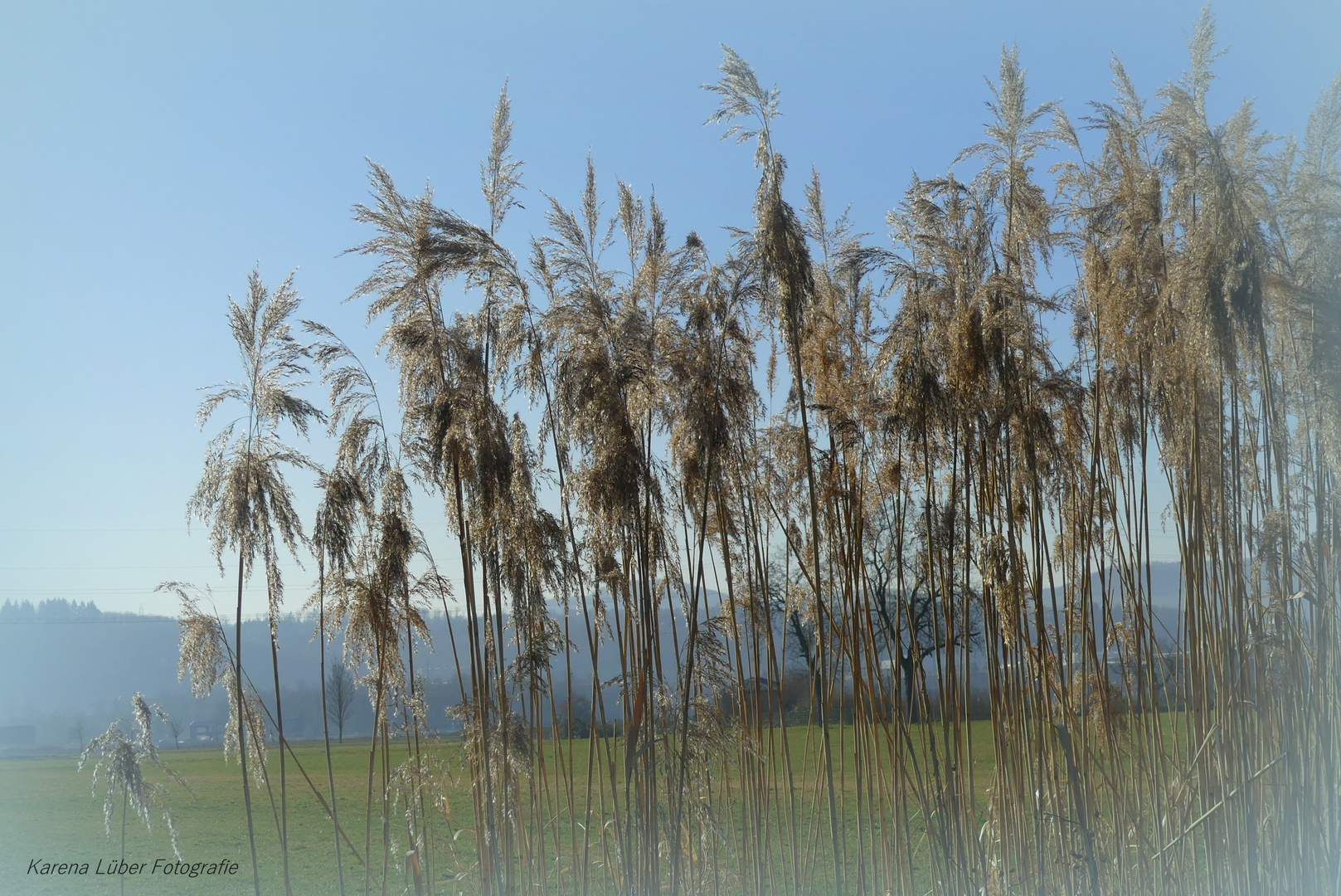 Schilfgras Foto & Bild | fotos, natur, landschaft Bilder auf fotocommunity