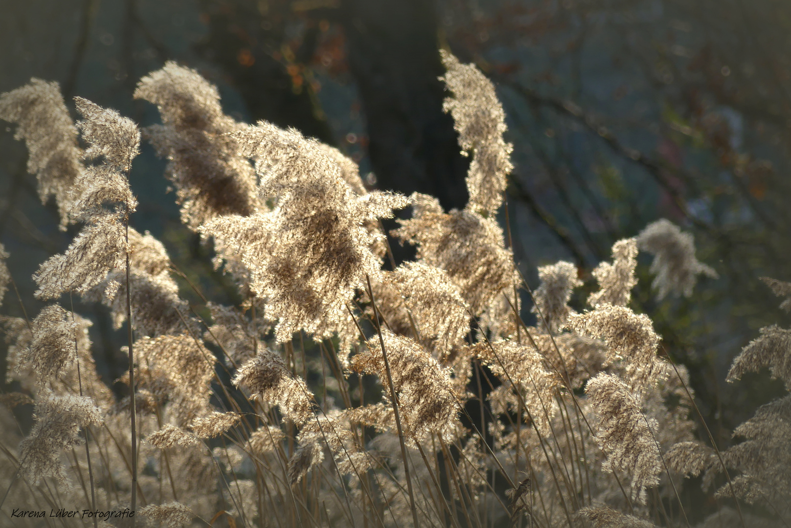 Schilfgras I Foto & Bild | schilf, natur, pflanzen Bilder auf fotocommunity