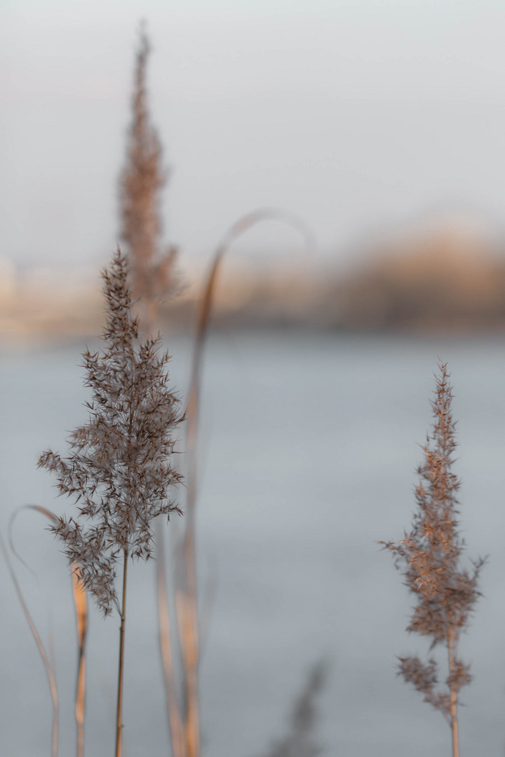 Schilfgras im Abendlicht... Foto & Bild | pflanzen, pilze & flechten ...