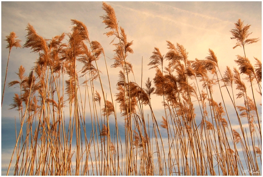 Schilfgras im Abendlicht , Foto & Bild | gräser, natur Bilder auf ...