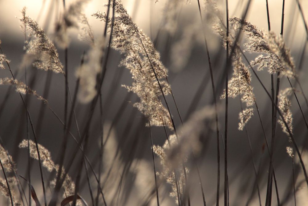 Schilfgras im Abendlicht Foto & Bild | wasser, licht, schilf Bilder auf ...