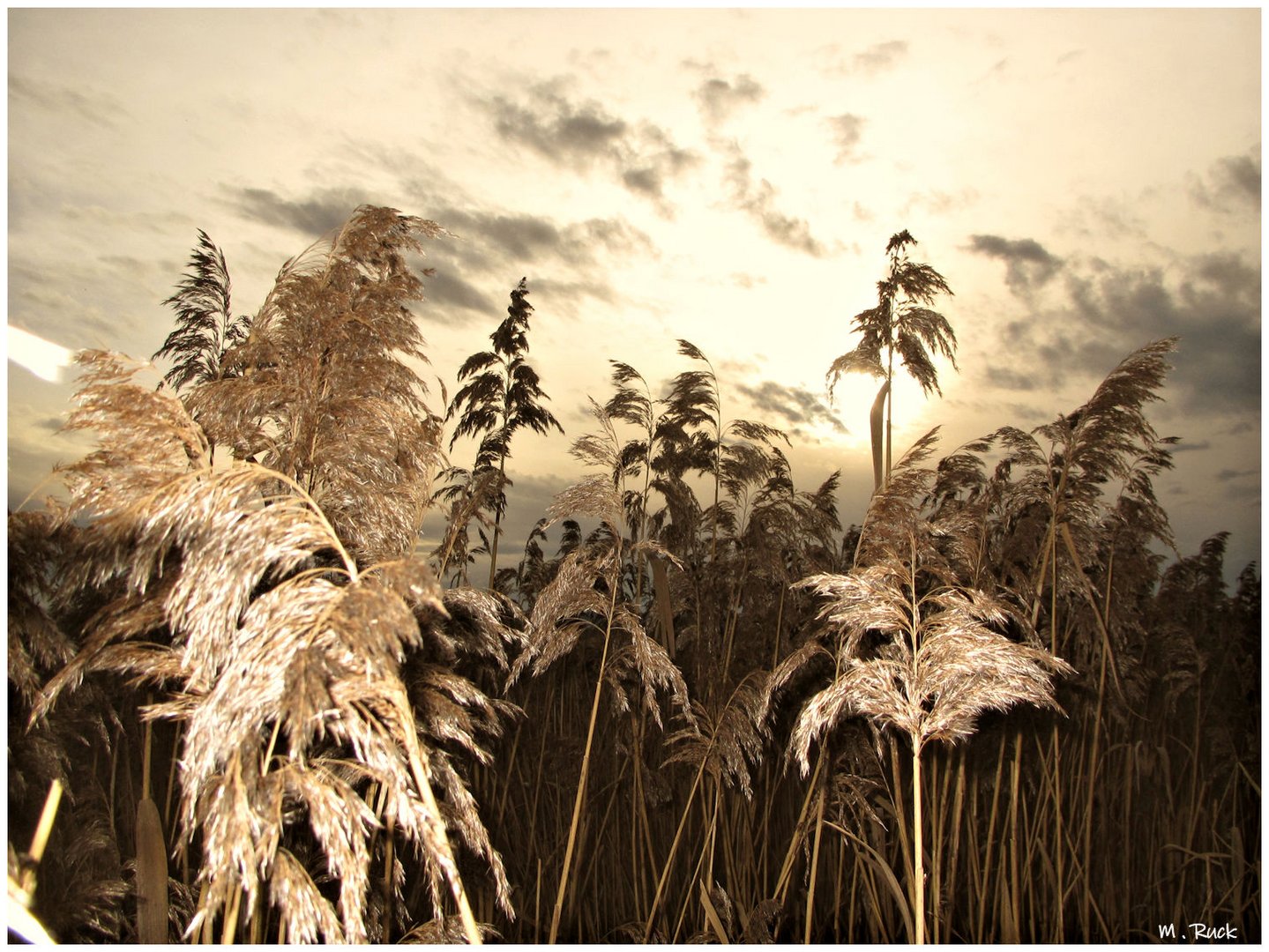 Schilfgras im Abendlicht , Foto & Bild | pflanzen, pilze & flechten ...