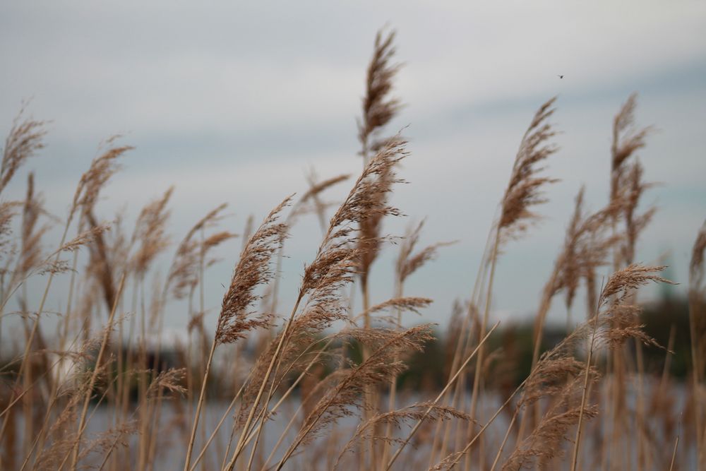 Schilfgras im Wind Foto & Bild | pflanzen, pilze & flechten, gräser ...