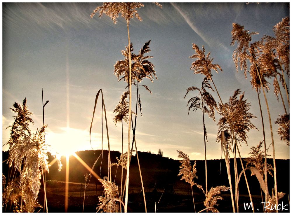 Schilfgras im Winterlichen Lichte Foto & Bild | natur-kreativ, dezember ...