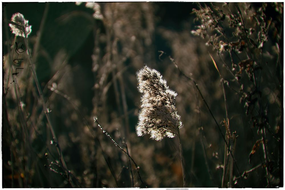 Schilfgras & mehr Foto & Bild | natur, pflanzen, gräser Bilder auf ...