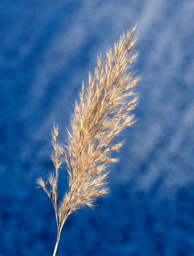 Schilfgras über Eis Foto & Bild | winter, schnee, schilf Bilder auf ...