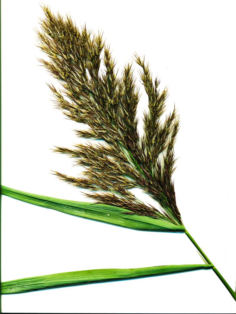 Schilfgras und Eichel--roseau et gland Foto & Bild | pflanzen, pilze ...