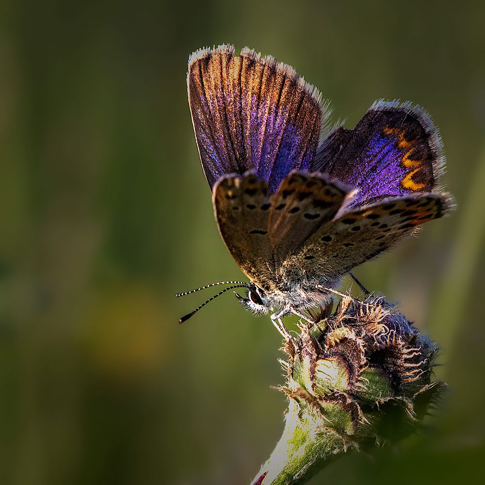 Schillernd Foto & Bild | spezial, makro, natur Bilder auf fotocommunity
