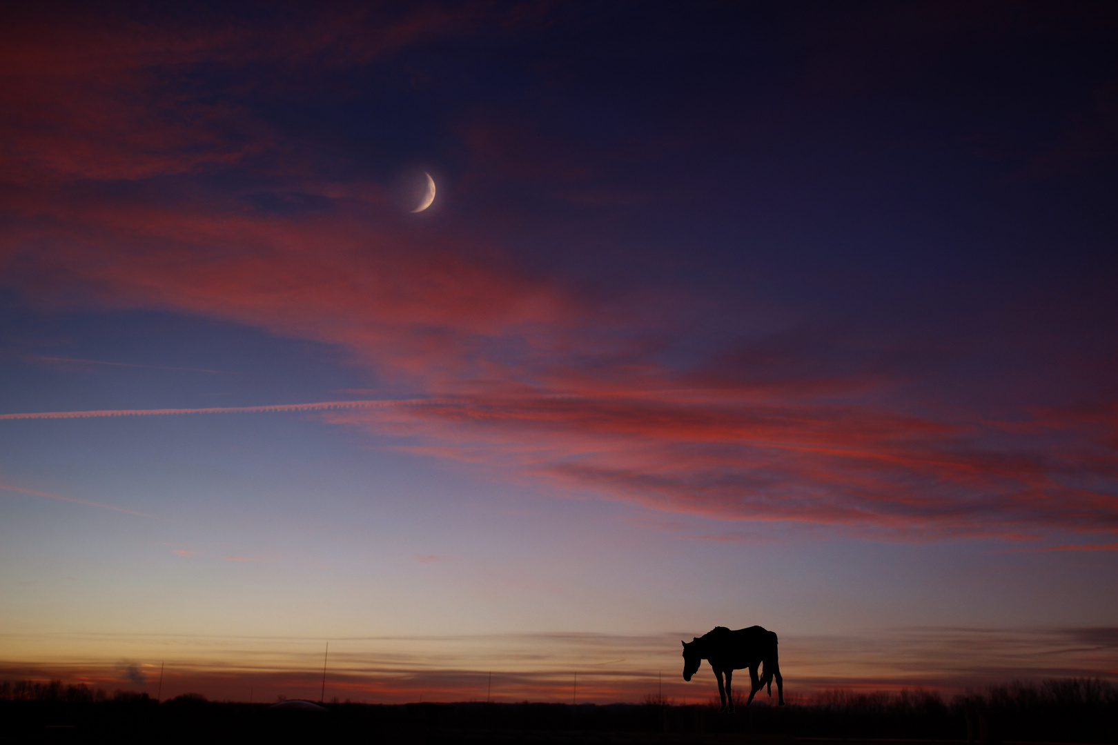 Schimmel im Mondschein... Foto & Bild | landschaft, naturlandschaft bei ...