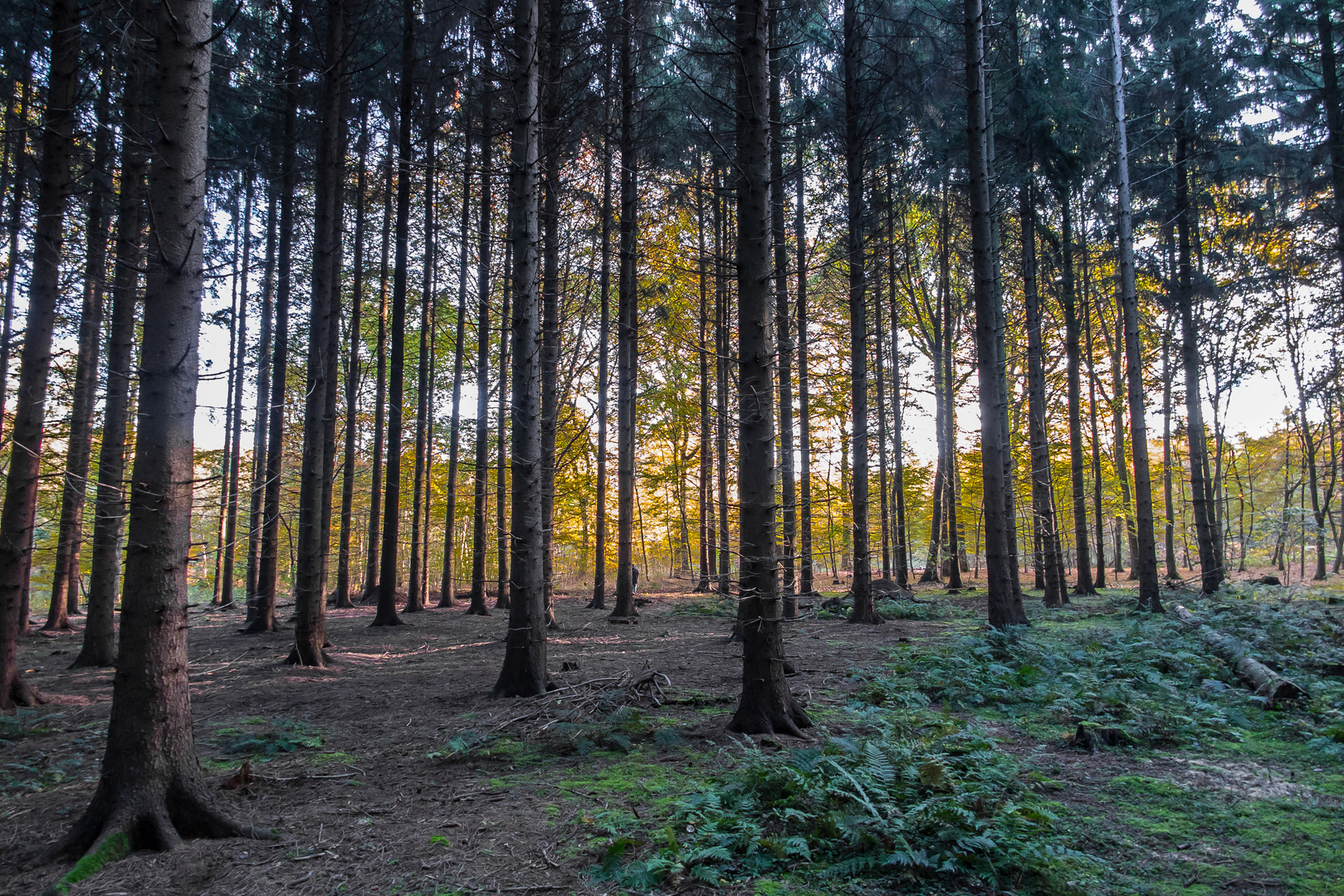 Schimmer Foto & Bild | art, wald, bäume Bilder auf fotocommunity