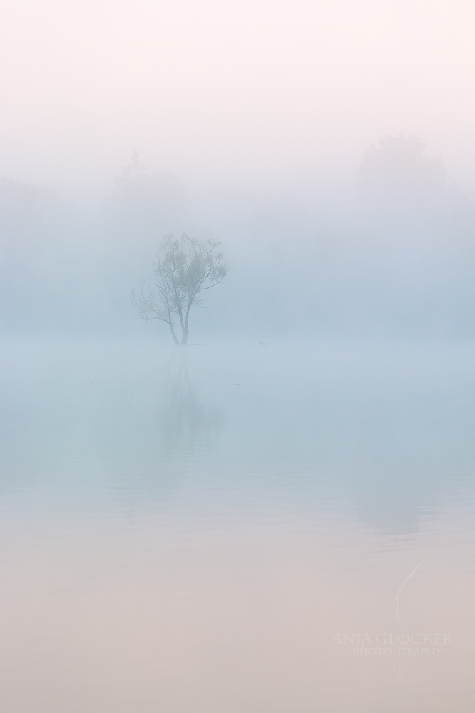~ Schimmer ~ Foto & Bild | landschaft, moor, nebelwelten Bilder auf ...