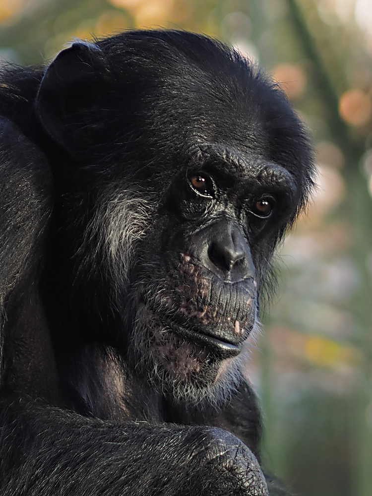 Schimpanse... Foto & Bild | tiere, zoo, wildpark & falknerei ...