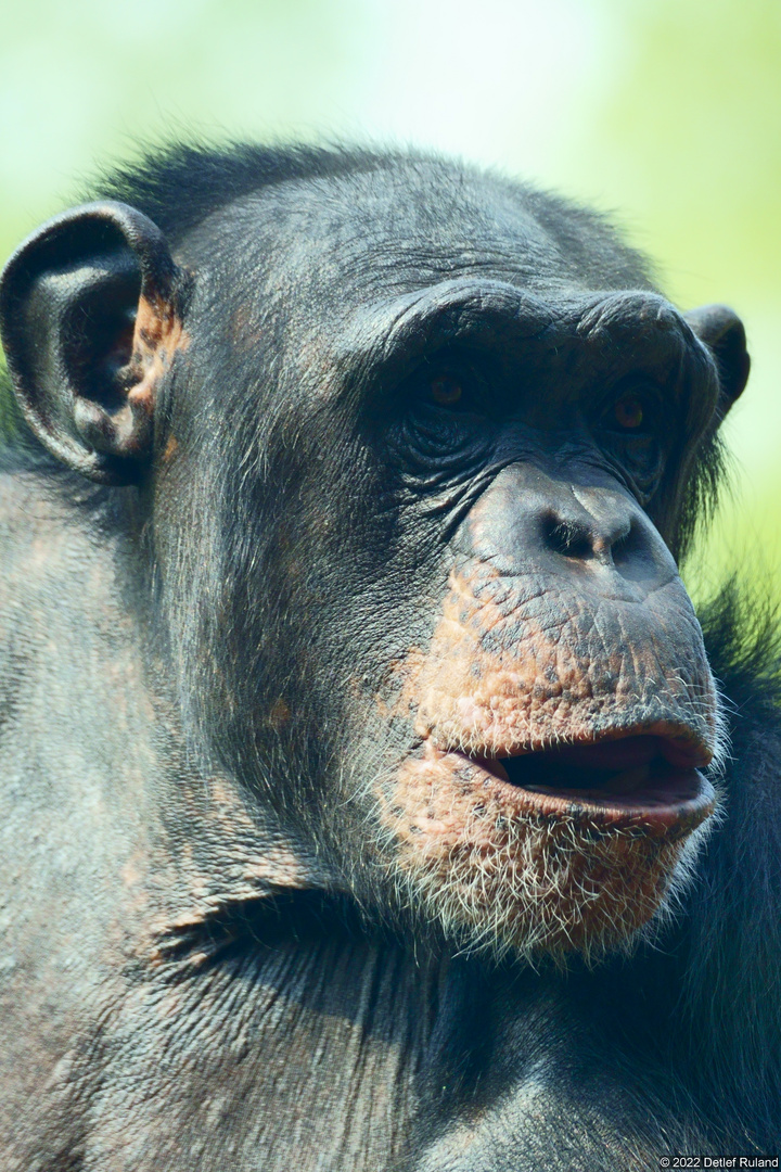 Schimpanse # 1 Foto & Bild | tiere, wildlife, säugetiere Bilder auf ...