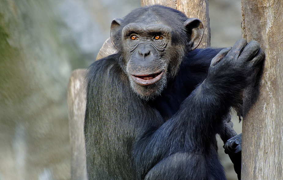 Schimpanse Foto & Bild | tiere, zoo, wildpark & falknerei, säugetiere ...