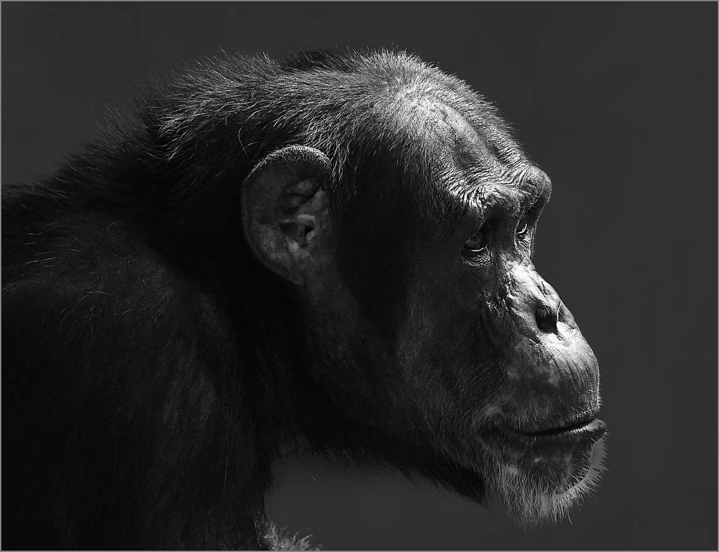 Schimpanse Foto & Bild | tiere, zoo, wildpark & falknerei, säugetiere ...