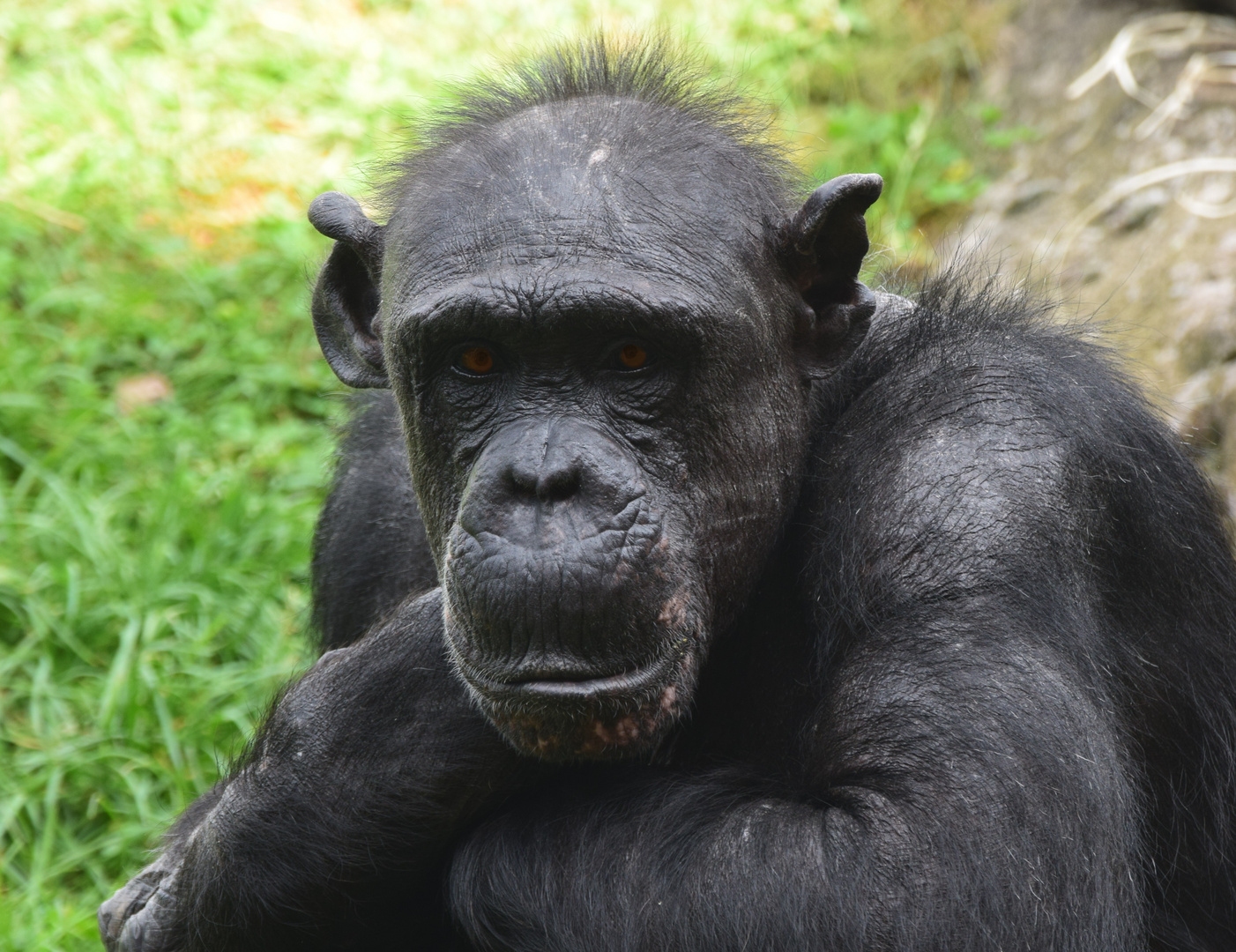 Schimpanse Foto & Bild | natur, zoo, tiere Bilder auf fotocommunity