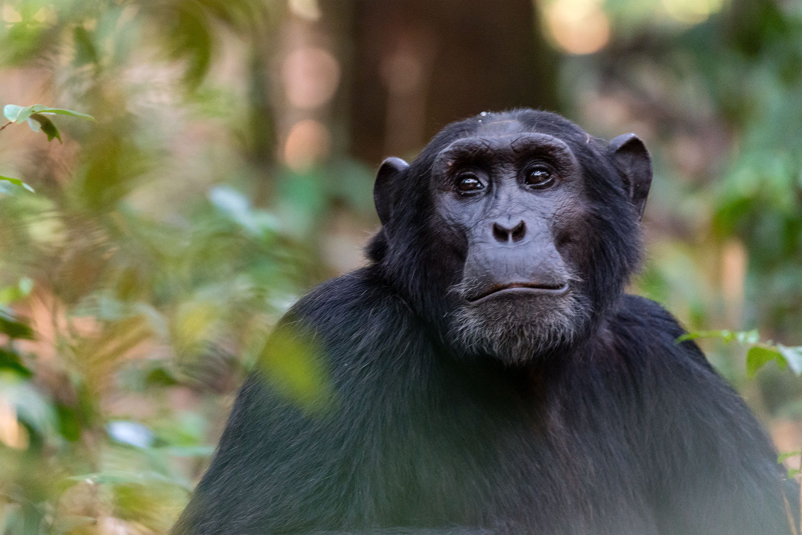 Schimpanse Foto & Bild | tier, afrika, affe Bilder auf fotocommunity
