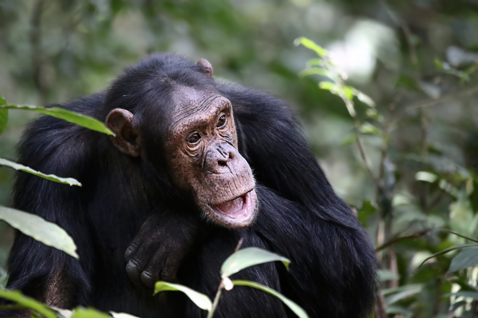 Schimpanse im Bergnebelwald Foto & Bild | Bilder auf fotocommunity