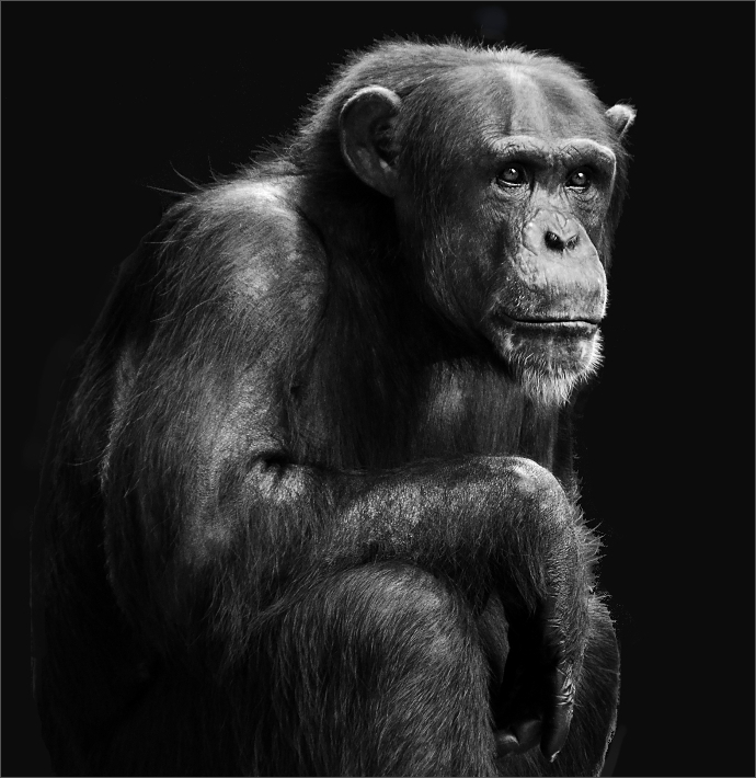 Schimpanse im Krefelder Zoo Foto & Bild | monochrom, bearbeitungs - techniken, affen Bilder auf ...