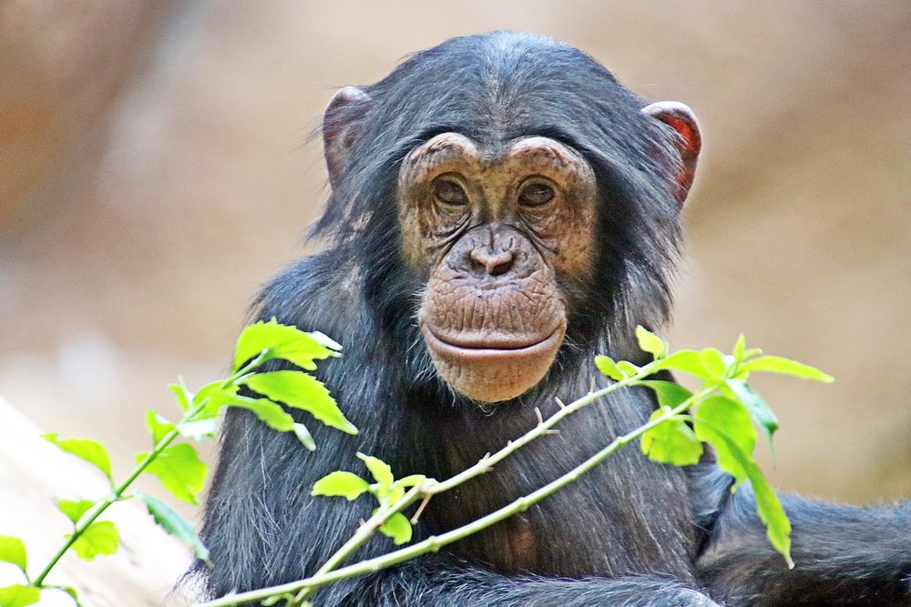 Schimpanse im Loro Park Foto & Bild | europe, canary islands die ...