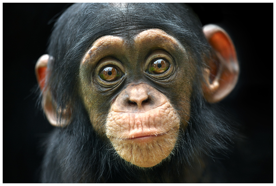 Schimpanse (Pan troglodytes) Foto & Bild | tiere, tierkinder, natur ... Schimpanse (Pan troglodytes) Foto & Bild | tiere, tierkinder, natur ...