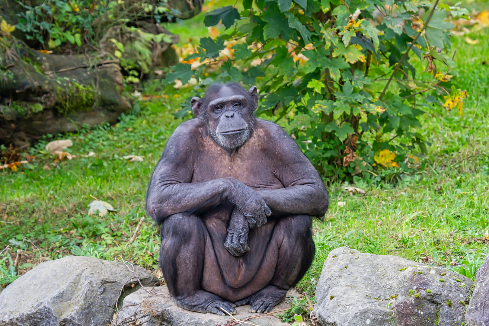 Schimpanse V Foto & Bild | tiere, zoo, wildpark & falknerei, säugetiere ...