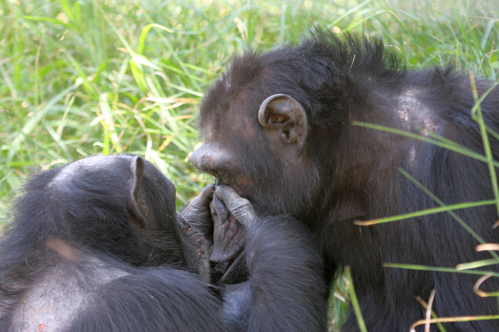 Schimpansen Foto & Bild | africa, eastern africa, kenya Bilder auf ...