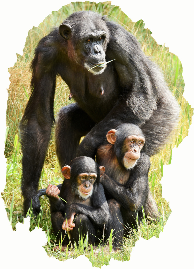 Schimpansen Foto & Bild | fotos, bäume, natur Bilder auf fotocommunity