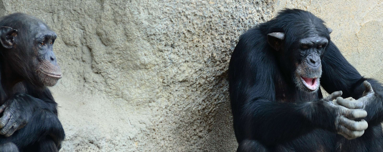 Schimpansen Foto & Bild | tiere, tierdetails, affen Bilder auf ...