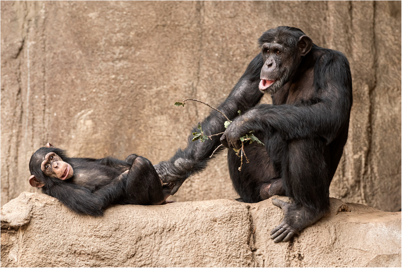 Schimpansen Foto & Bild | nature, leipzig, natur Bilder auf fotocommunity