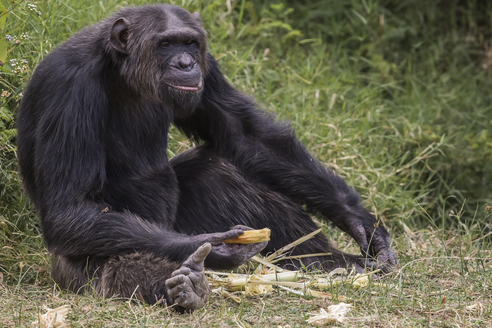 Schimpansen... Foto & Bild | natur, reisen, afrika Bilder auf fotocommunity