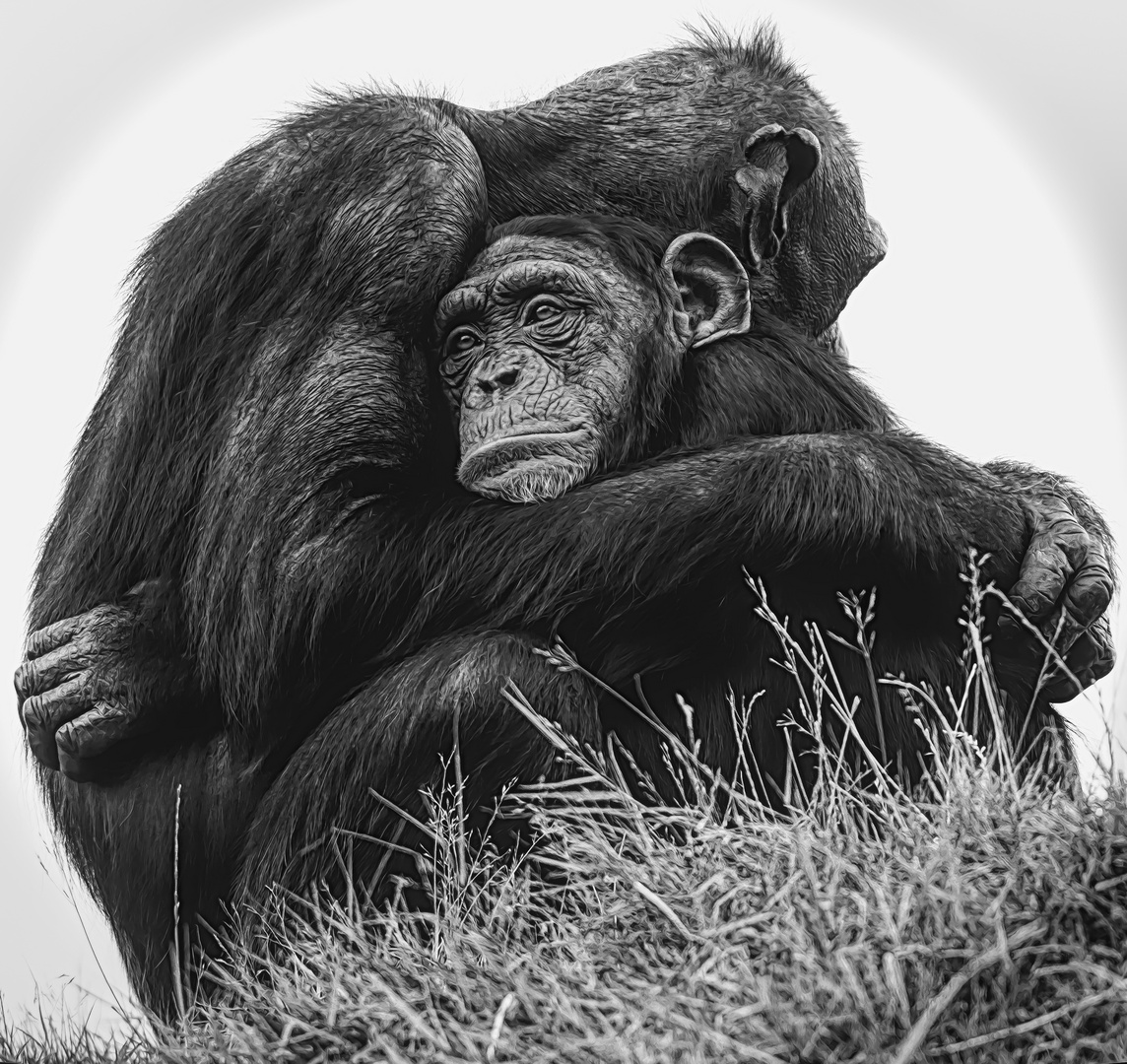 Schimpansen Foto & Bild | tiere, zoo, wildpark & falknerei, säugetiere ...