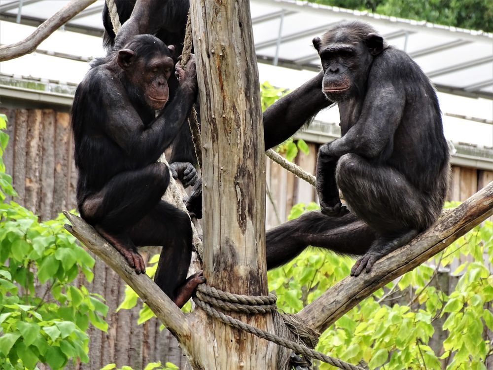 Schimpansen Foto & Bild | natur, affen, landschaft Bilder auf fotocommunity