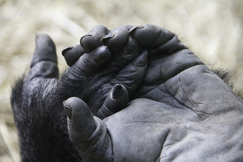 Schimpansen Füsse Foto & Bild | tiere, tierdetails, natur Bilder auf ...